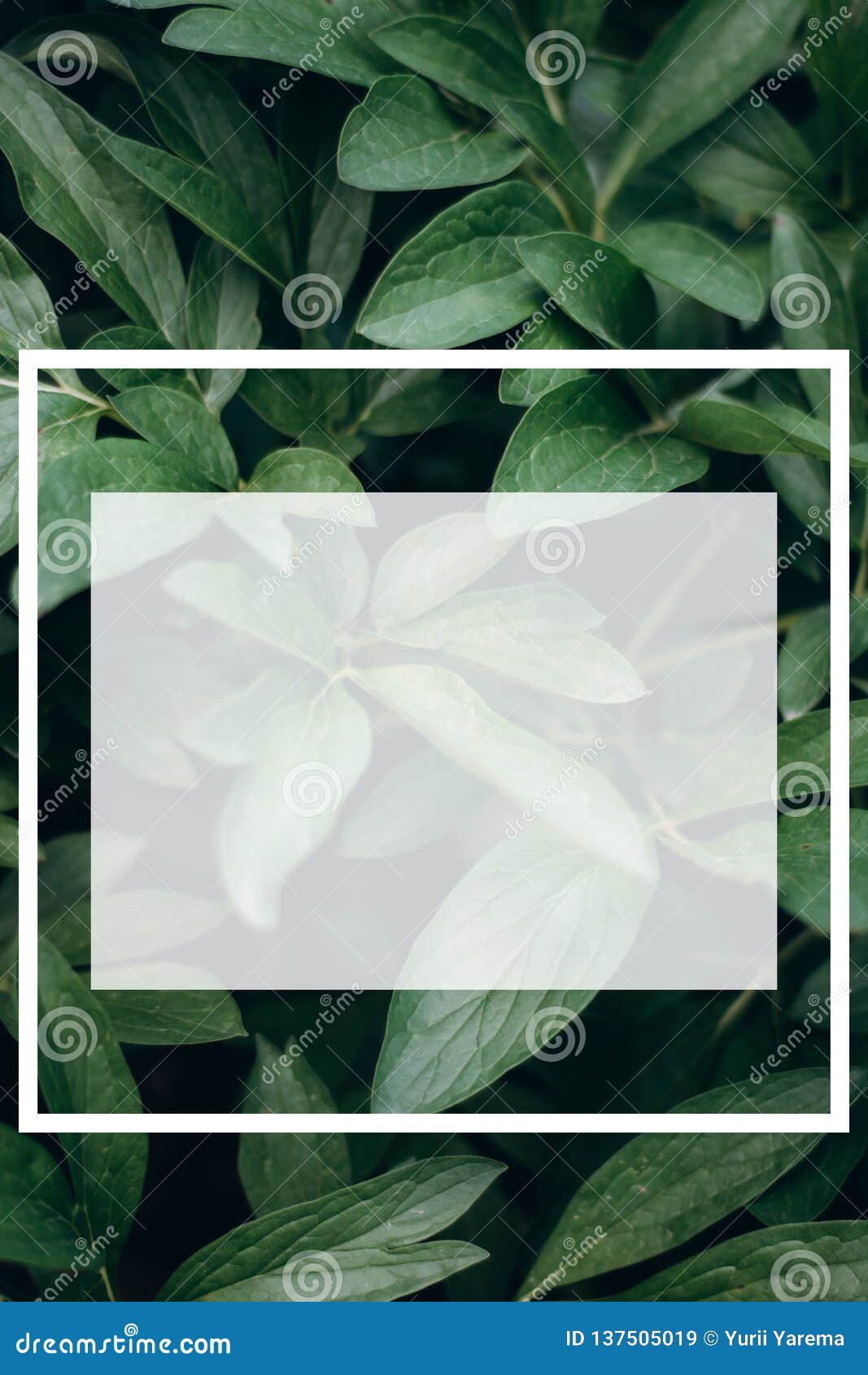 Creative Layout Made of Leaves a with a White Drawn Frame. Stock Image ...