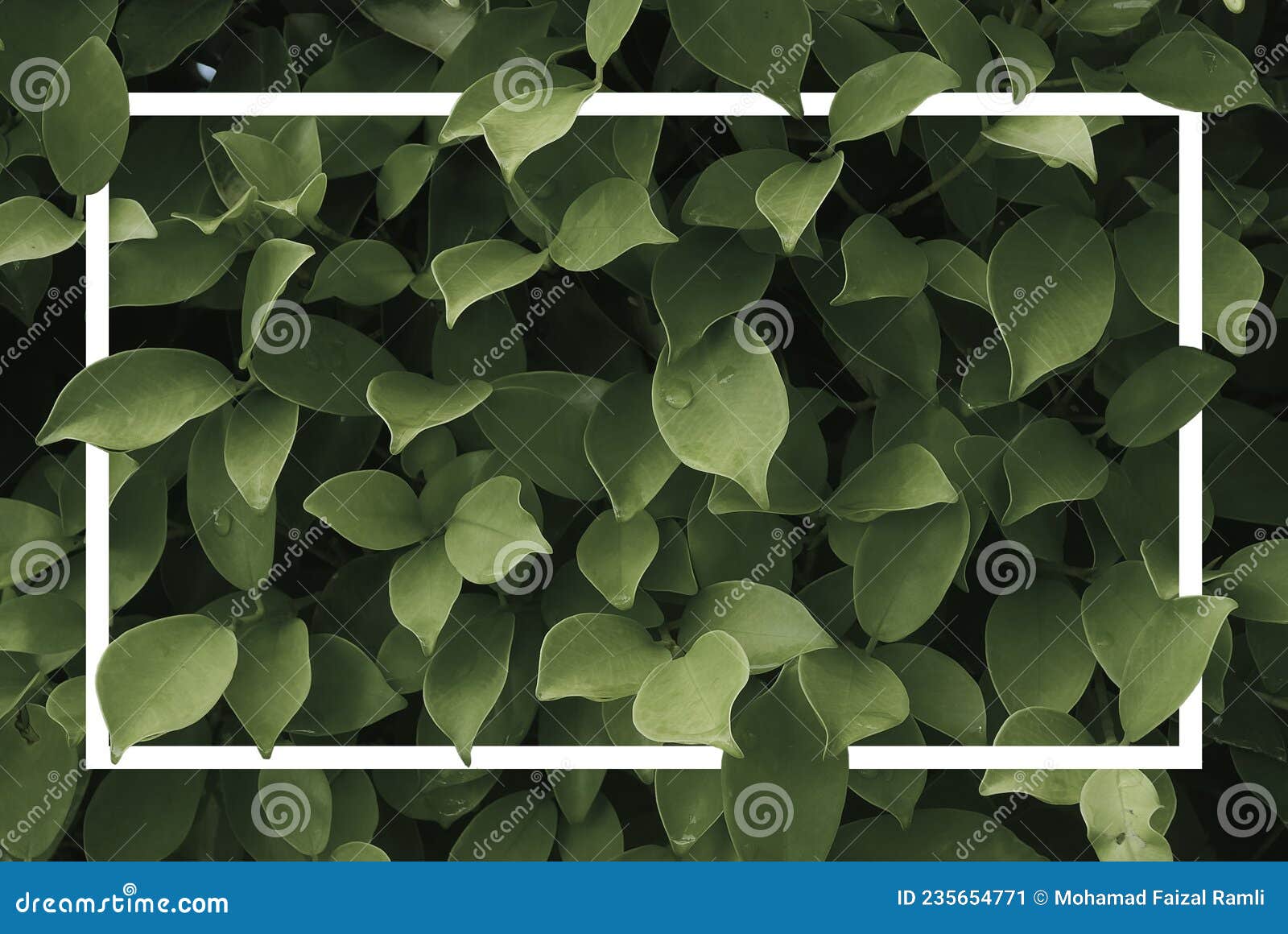 Creative Layout Made of Leaves with a White Frame Stock Image - Image ...