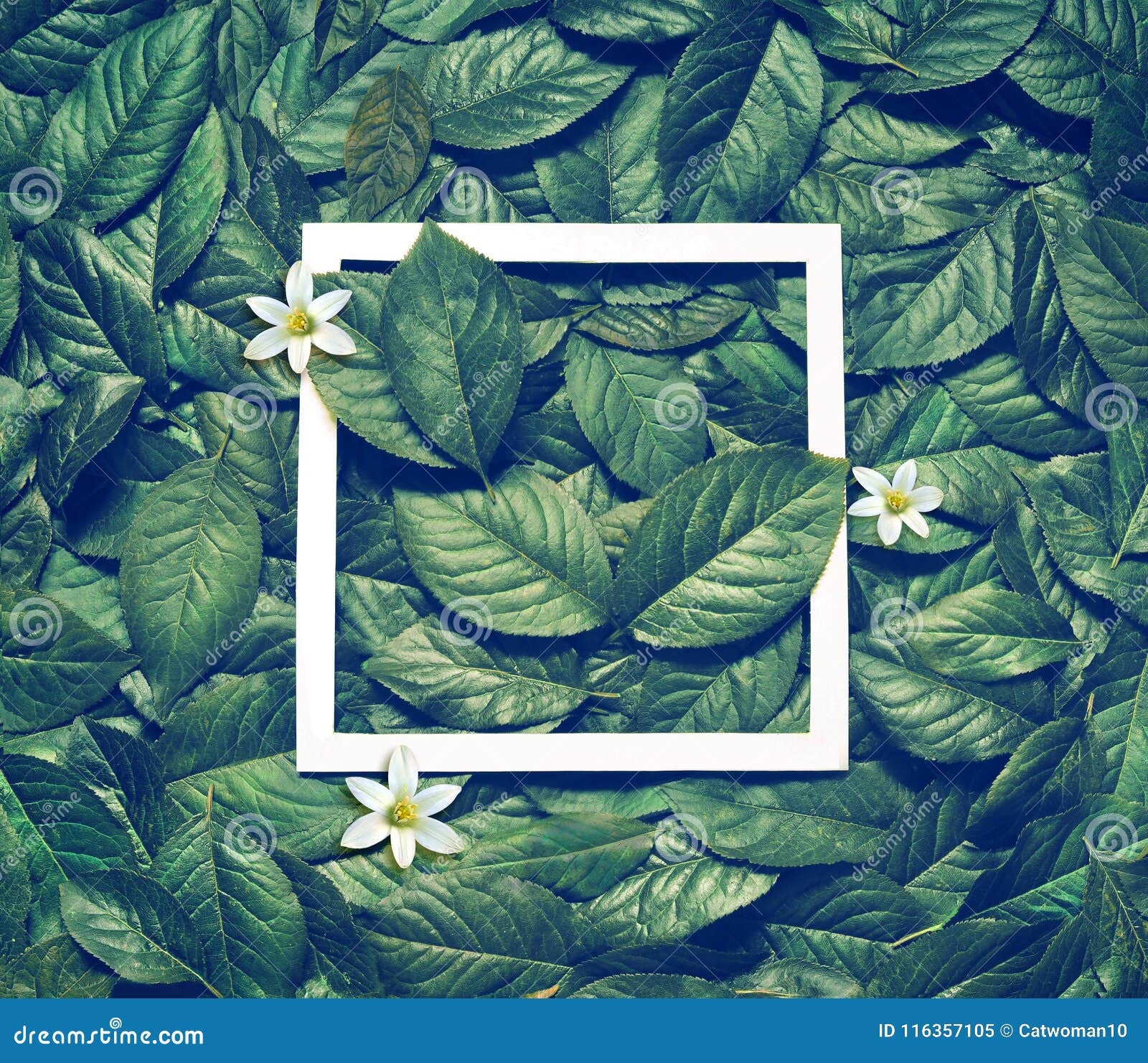 Creative Layout Made of Leaves with Paper Frame. Flat Lay. Nature ...