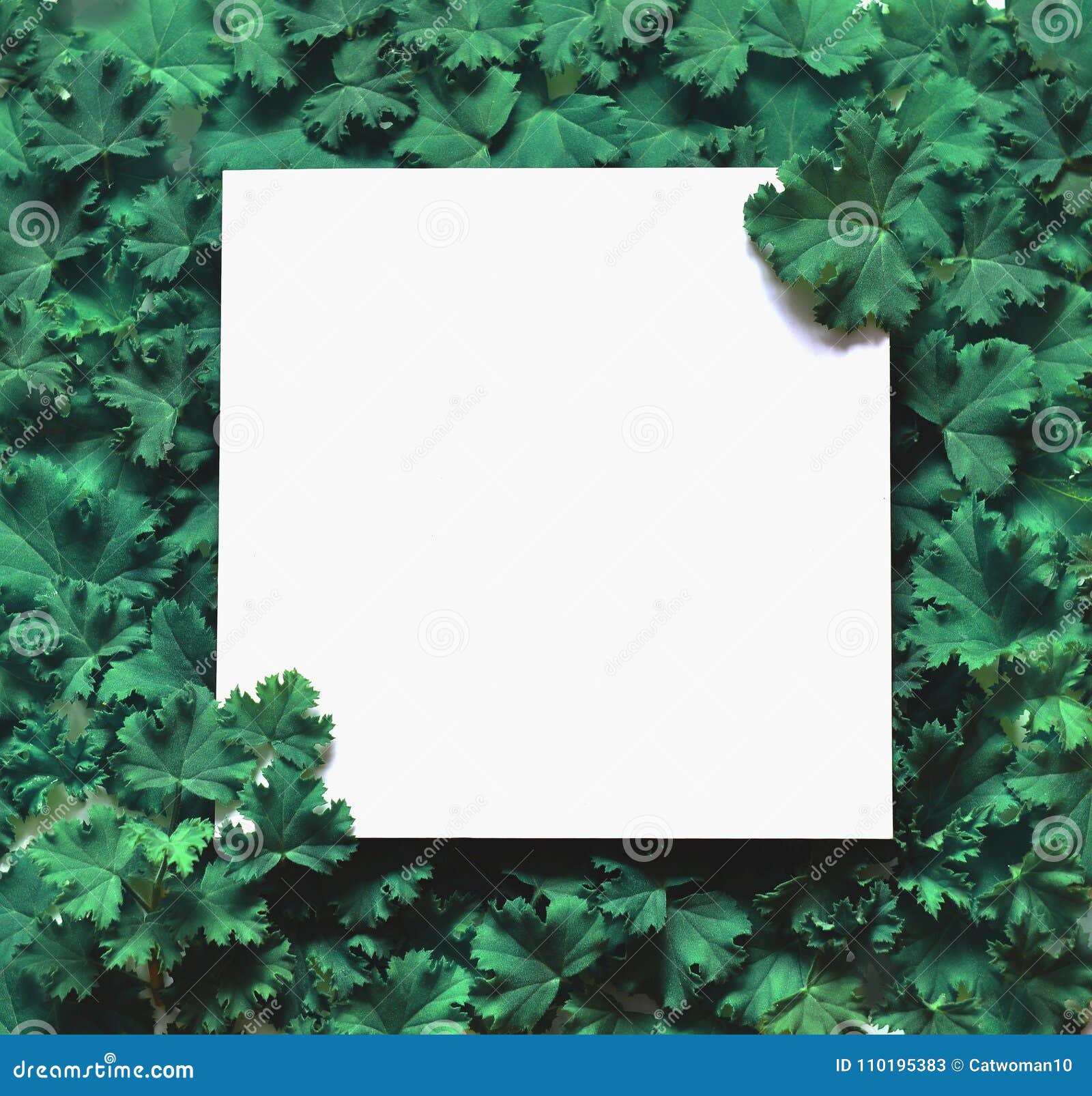 Creative Layout Made Leaves with White Paper Frame. Flat Lay Stock ...
