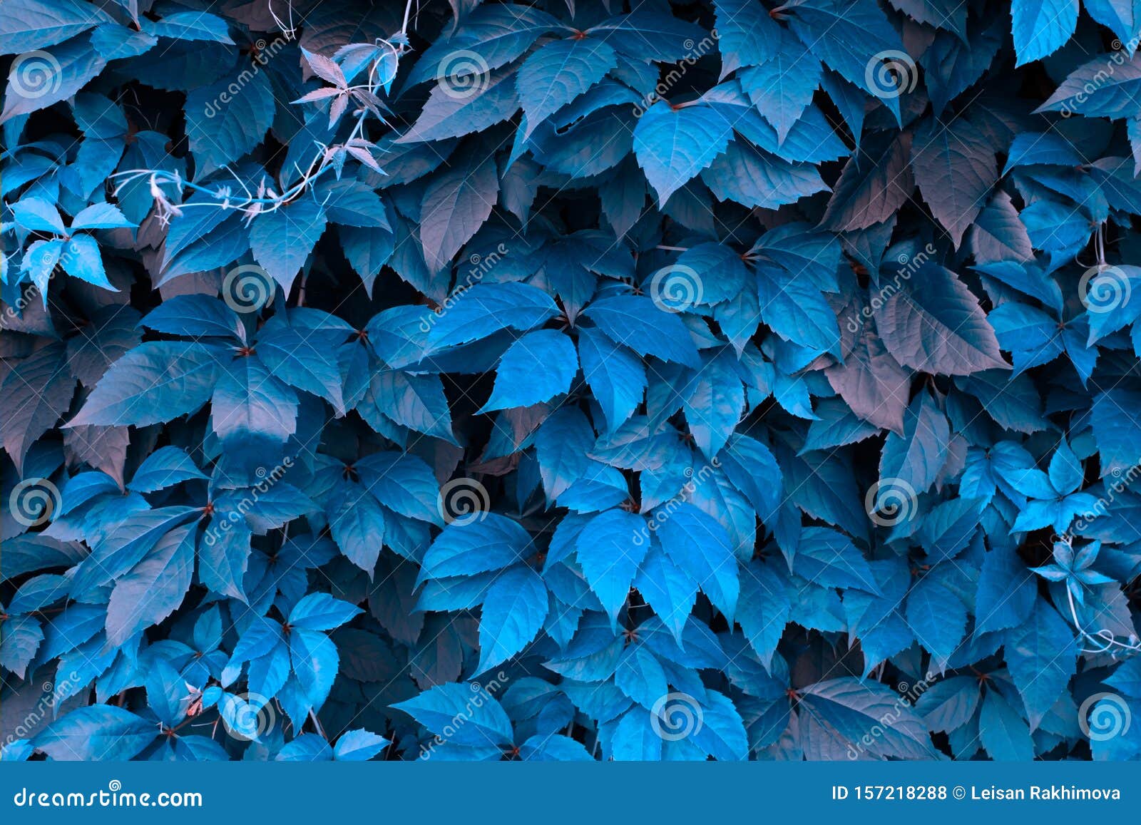 Creative Layout Made of Leaves Stock Photo - Image of spring, leaf ...