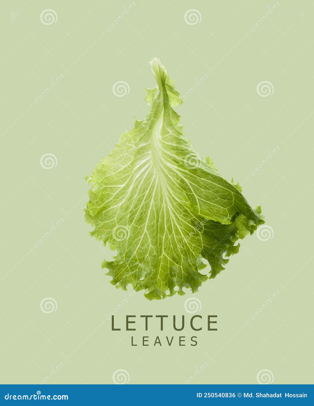 Creative Layout Made of Lettuce. Flat Lay. Food Concept Stock Photo ...