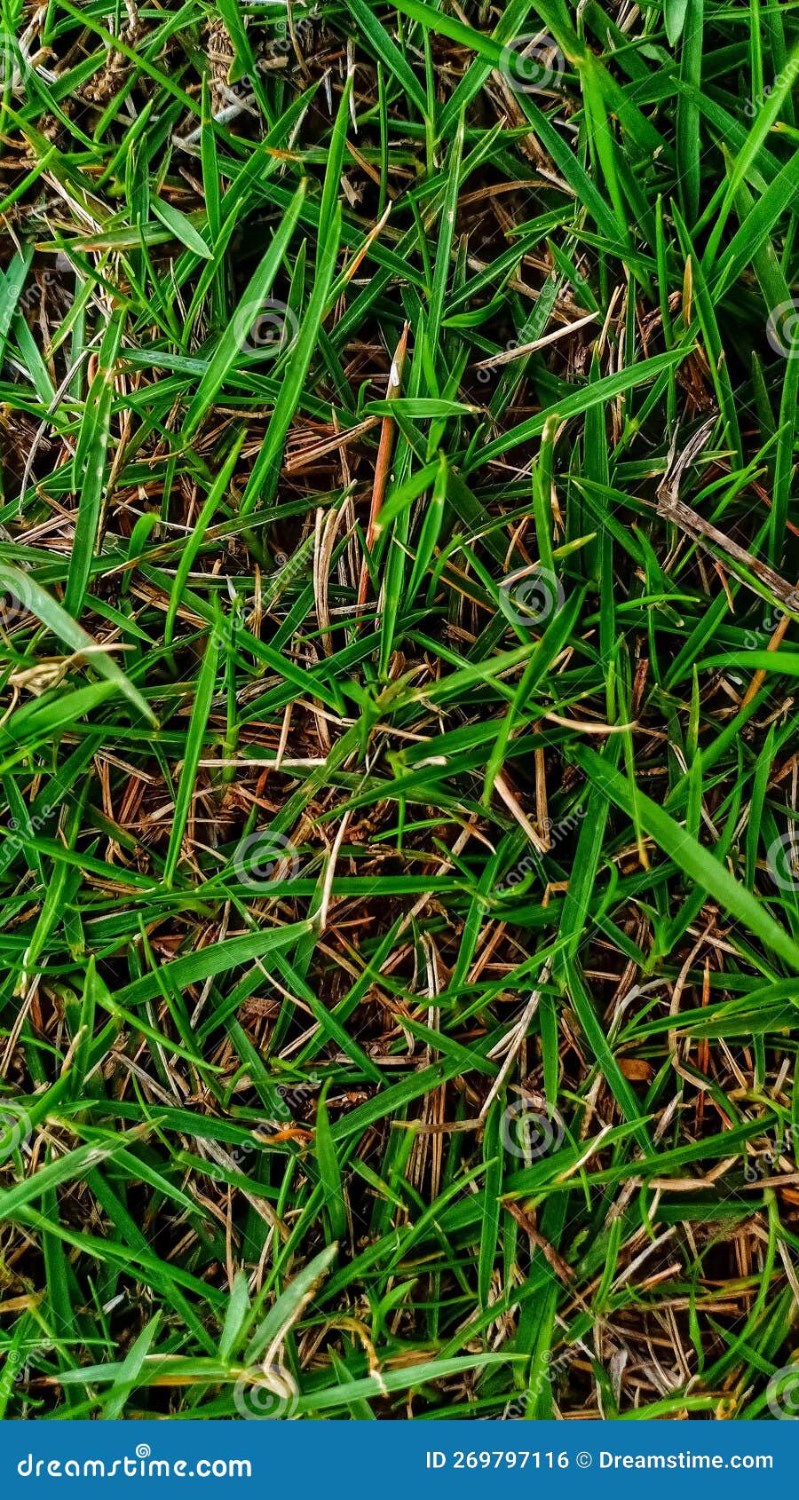 Creative Layout Made of a Mix of Dry Grass and Green Grass.Nature ...