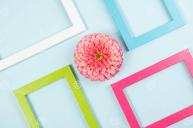 Creative Layout Made of One Flower and Bright Colored Frames. Flat Lay ...