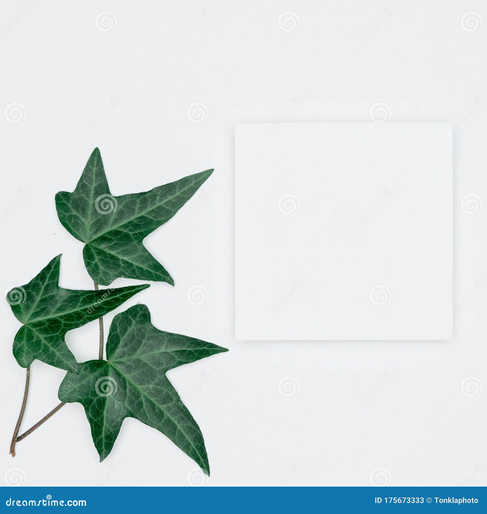 Creative Layout Made of Papers and Leaves Flat Lay. Minimal Nature ...