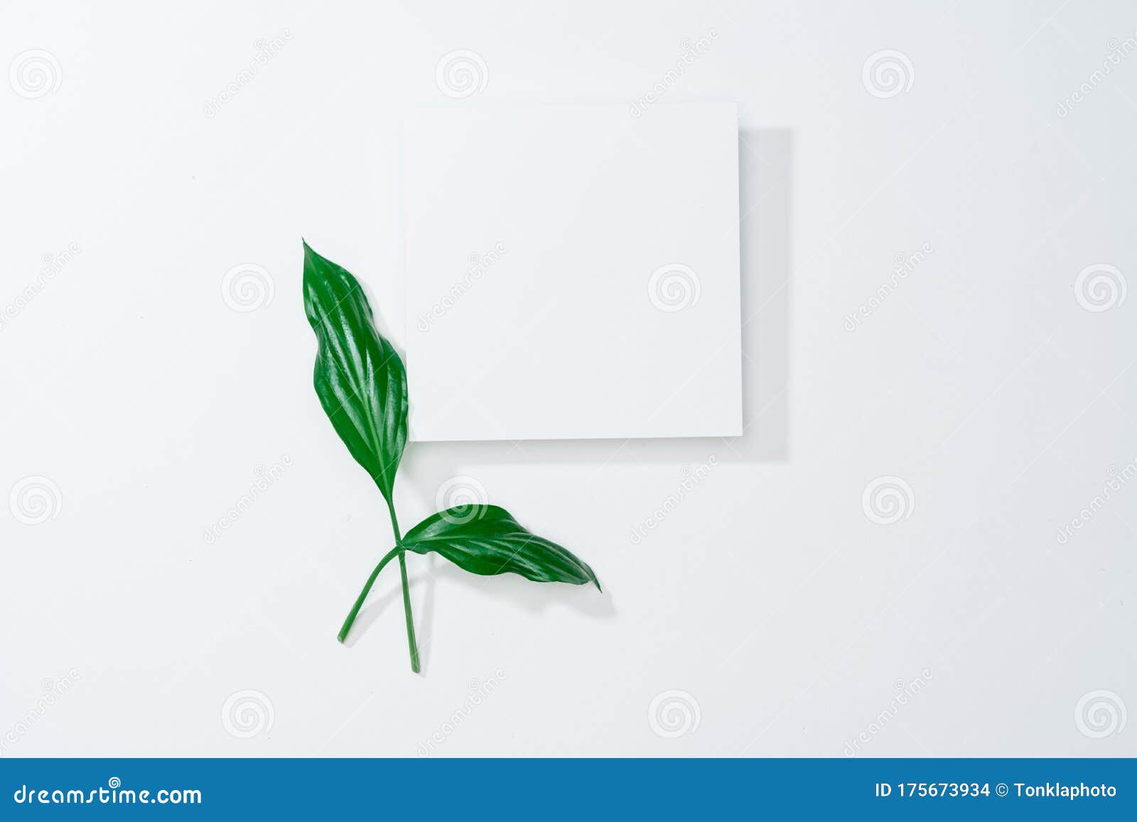 Creative Layout Made of Papers and Leaves Flat Lay. Minimal Nature ...