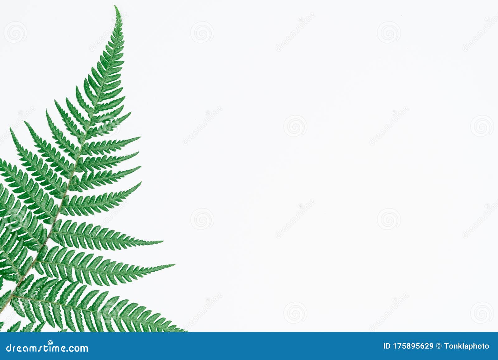 Creative Layout Made of Papers and Leaves Flat Lay. Minimal Nature ...