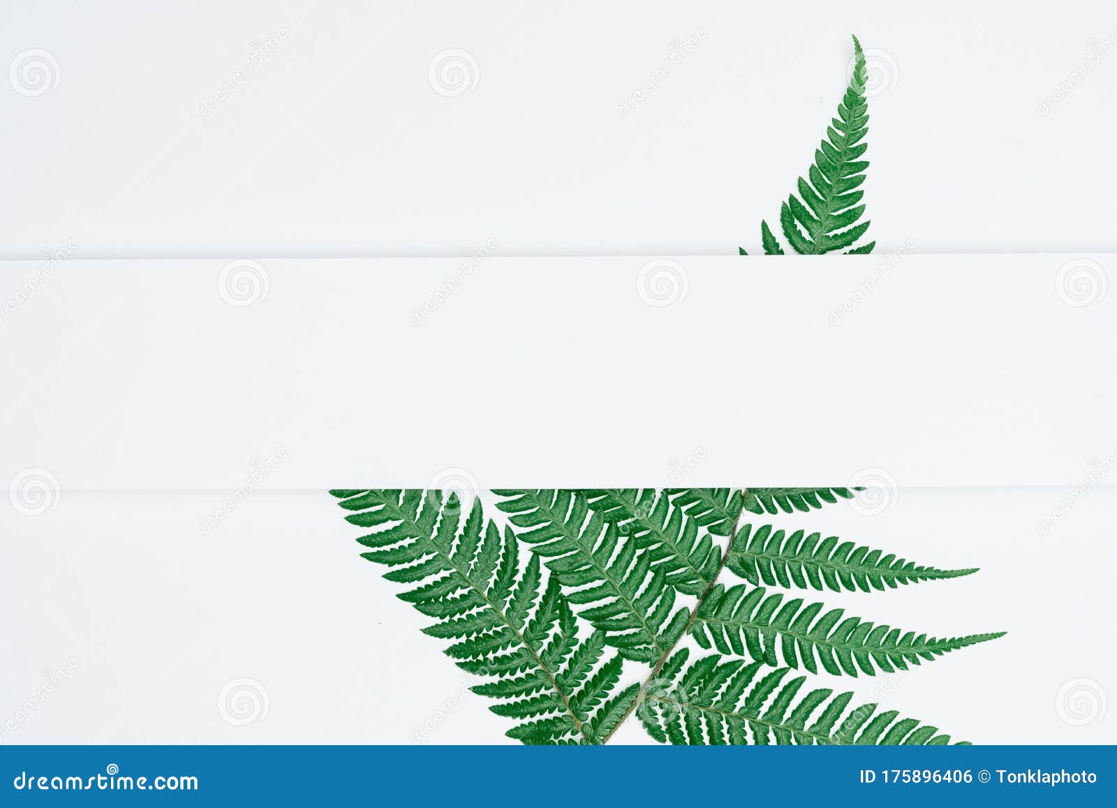Creative Layout Made of Papers and Leaves Flat Lay. Minimal Nature ...