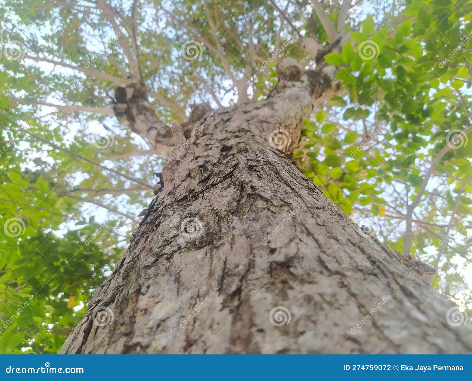 Creative Layout Made of Pterocarpus Indicus Tree Stock Photo - Image of ...