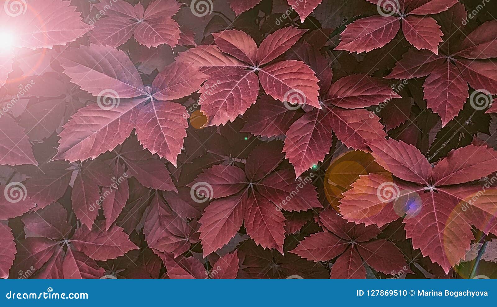 Creative Layout Made of Red Leaves. Stock Photo - Image of forest ...