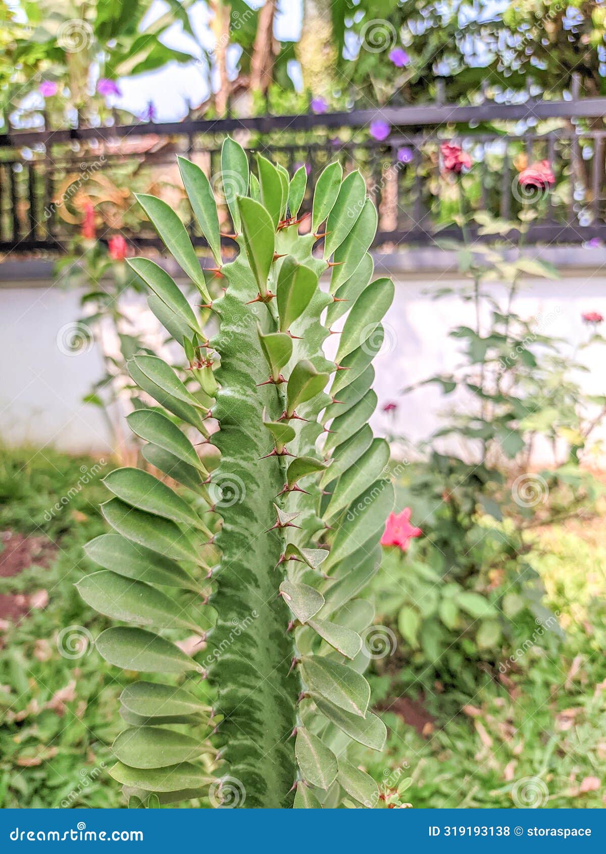 Creative Layout Made of Small Green Leaves and Unique Stems. Lay Flat ...