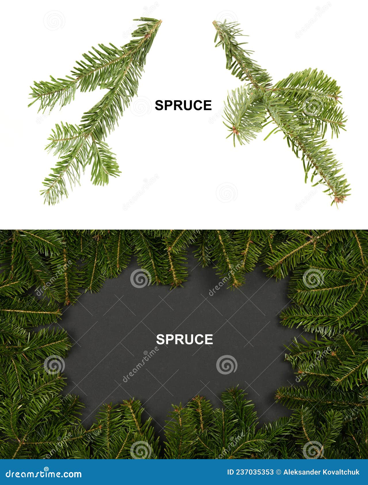Creative Layout Made of Spruce Branch. High Resolution Photo Stock ...