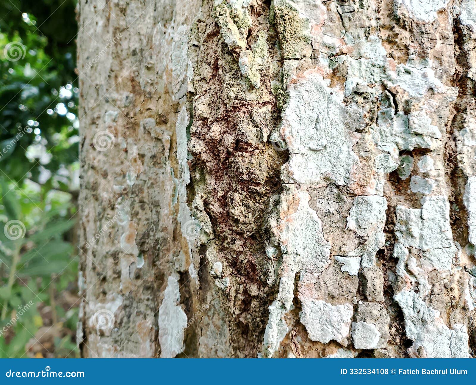 Creative Layout Made of Tree Bark.Flat Lay.Nature Concept Stock Photo ...
