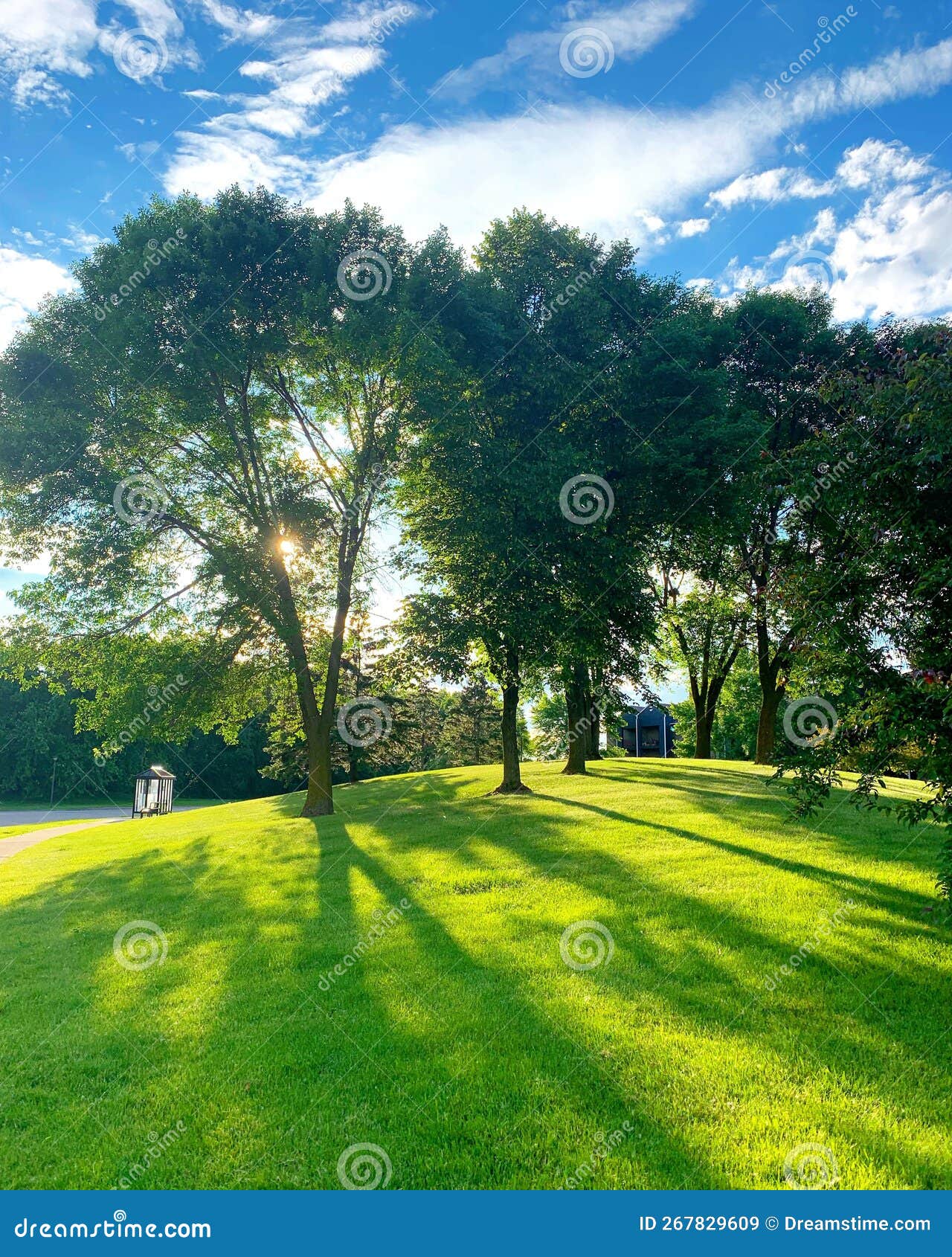 Creative Layout Made of Trees in the Daytime. Lay Flat. Nature Concept ...