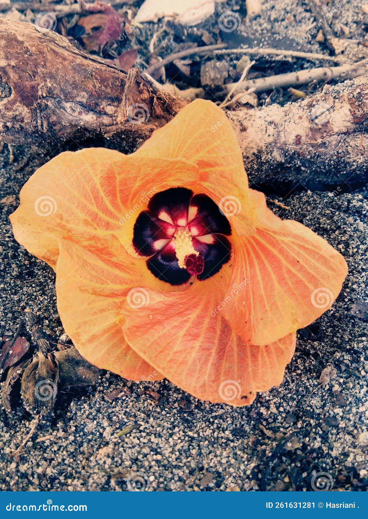 Creative Layout Made by Yellow Flowers Falling on the Beach Sand. Stock ...