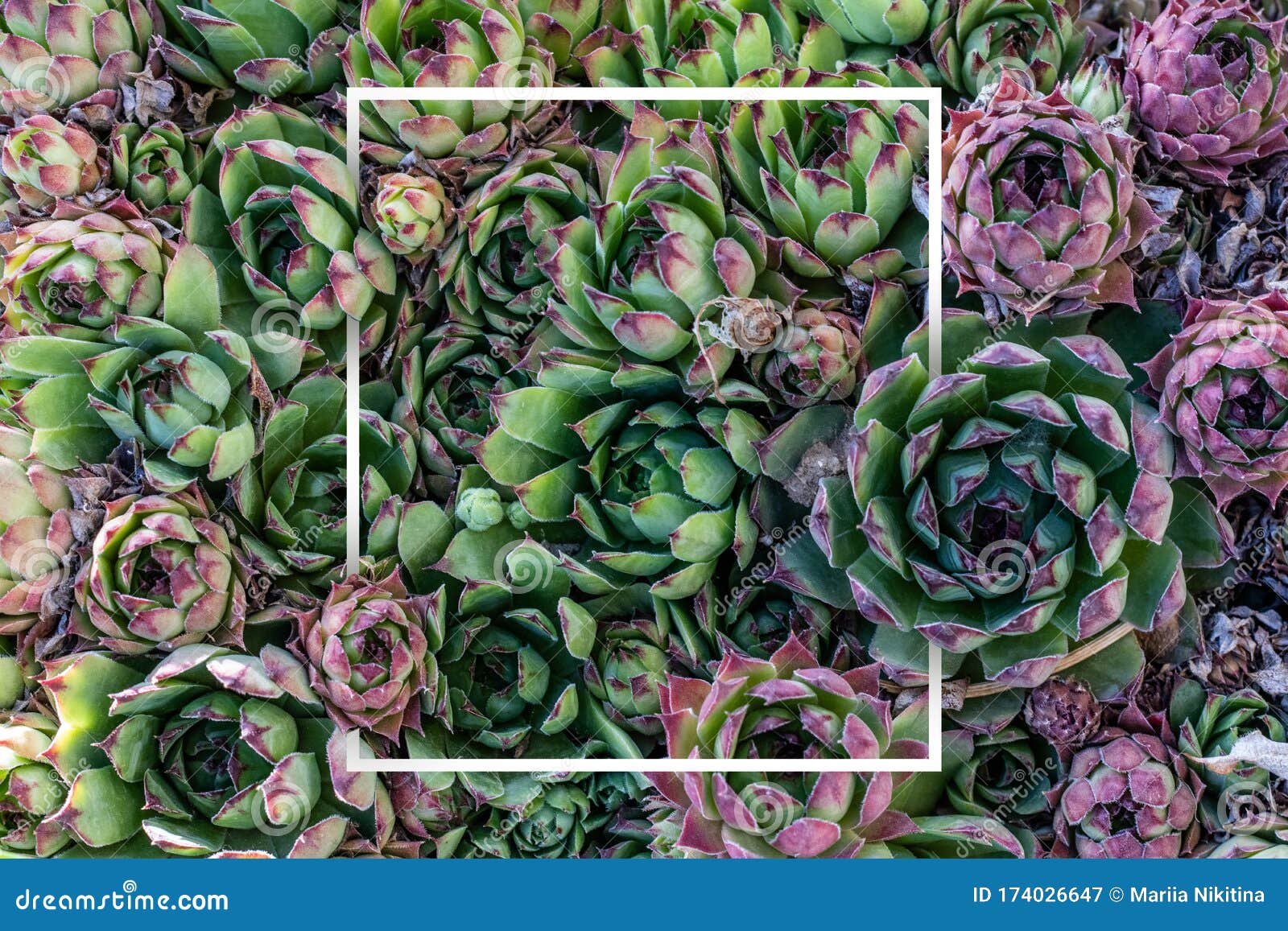 Creative Layout with Paper Card Note. Nature Concept Stock Image ...