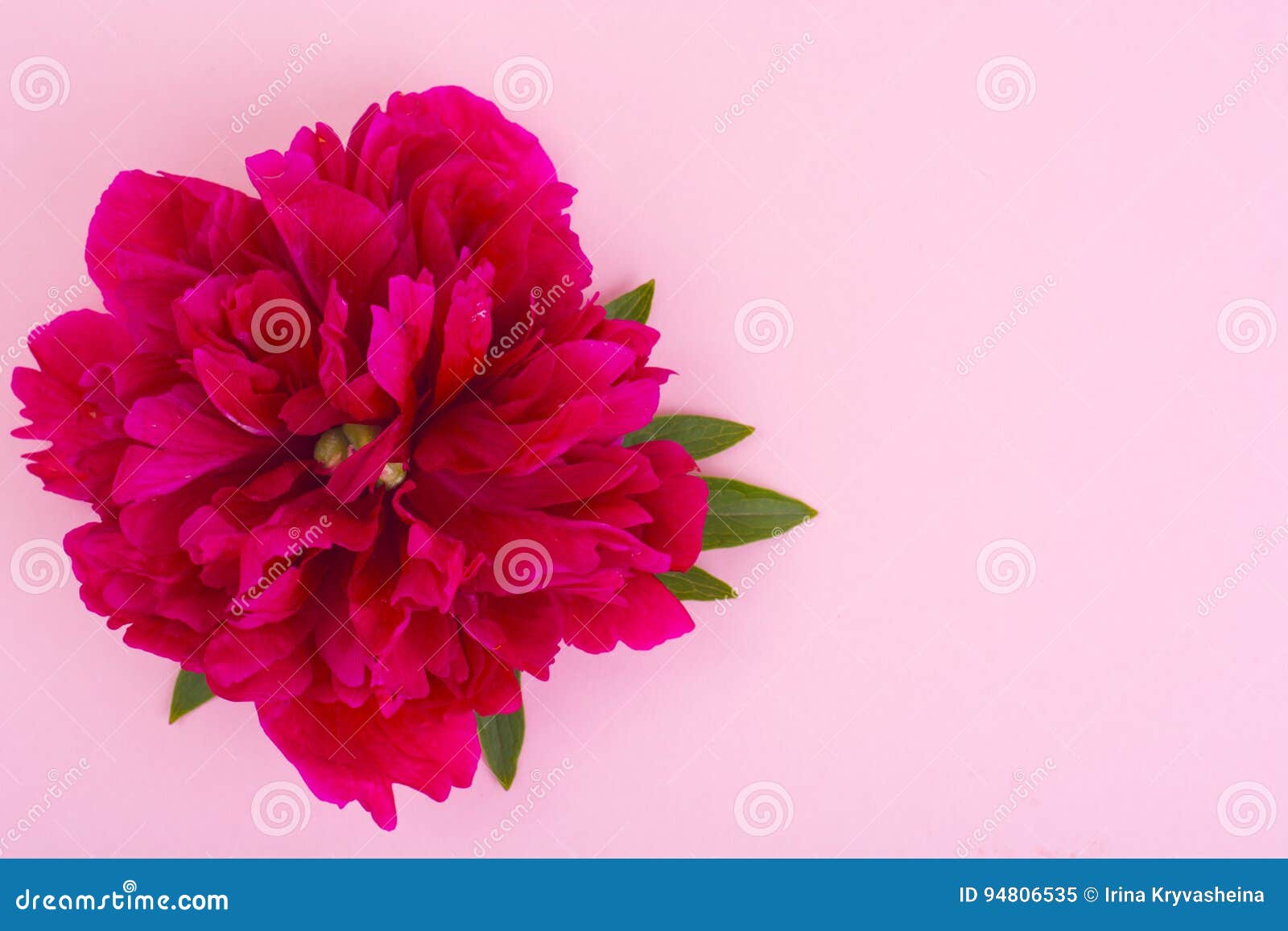Creative Layout of Red Peony Flower and Colored Paper for Text, Stock ...