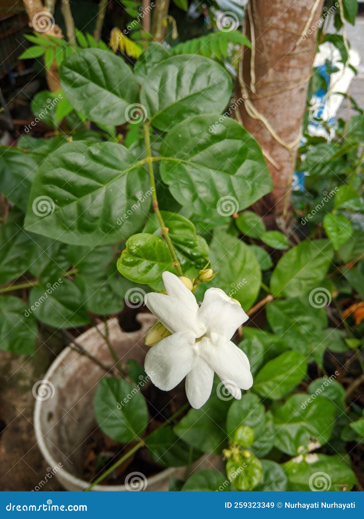 Creative Layout with Small Flower. Jasmine Flower Stock Image - Image ...