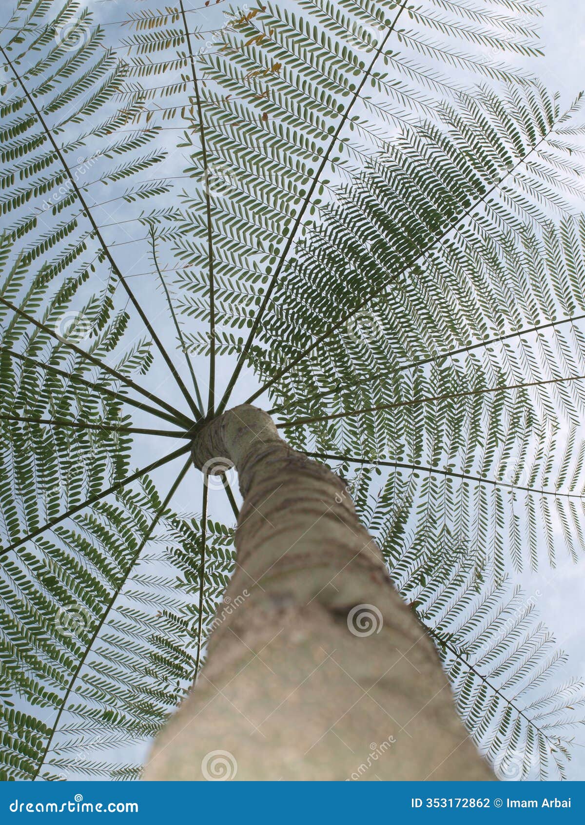 Creative Layout of Tall Tree with Green Leaves Stock Photo - Image of ...