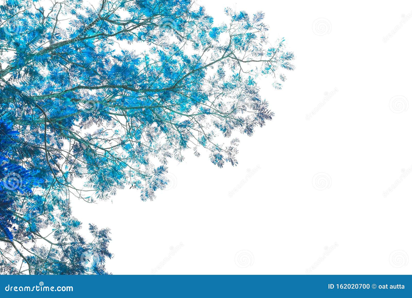 Creative Made Beautiful Blue Leaf Tree . Retro Blue Color Tone of Leaf ...