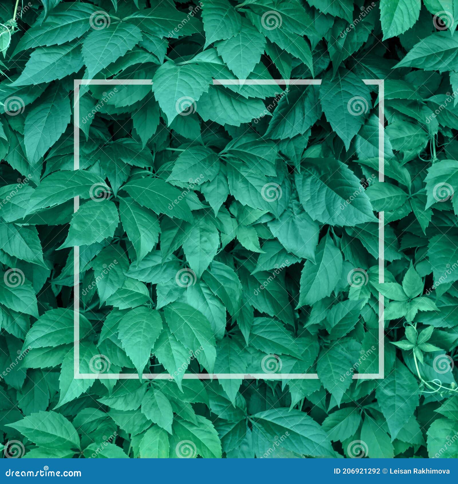 Creative Mock Up with Square Frame for Text on Overlapped Grape Leaves ...