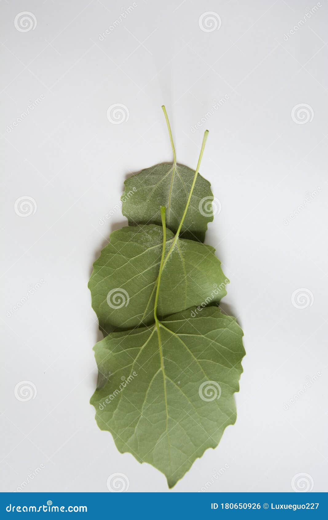 Creative Shape of Poplar Leaves Stock Photo - Image of modeling, round ...