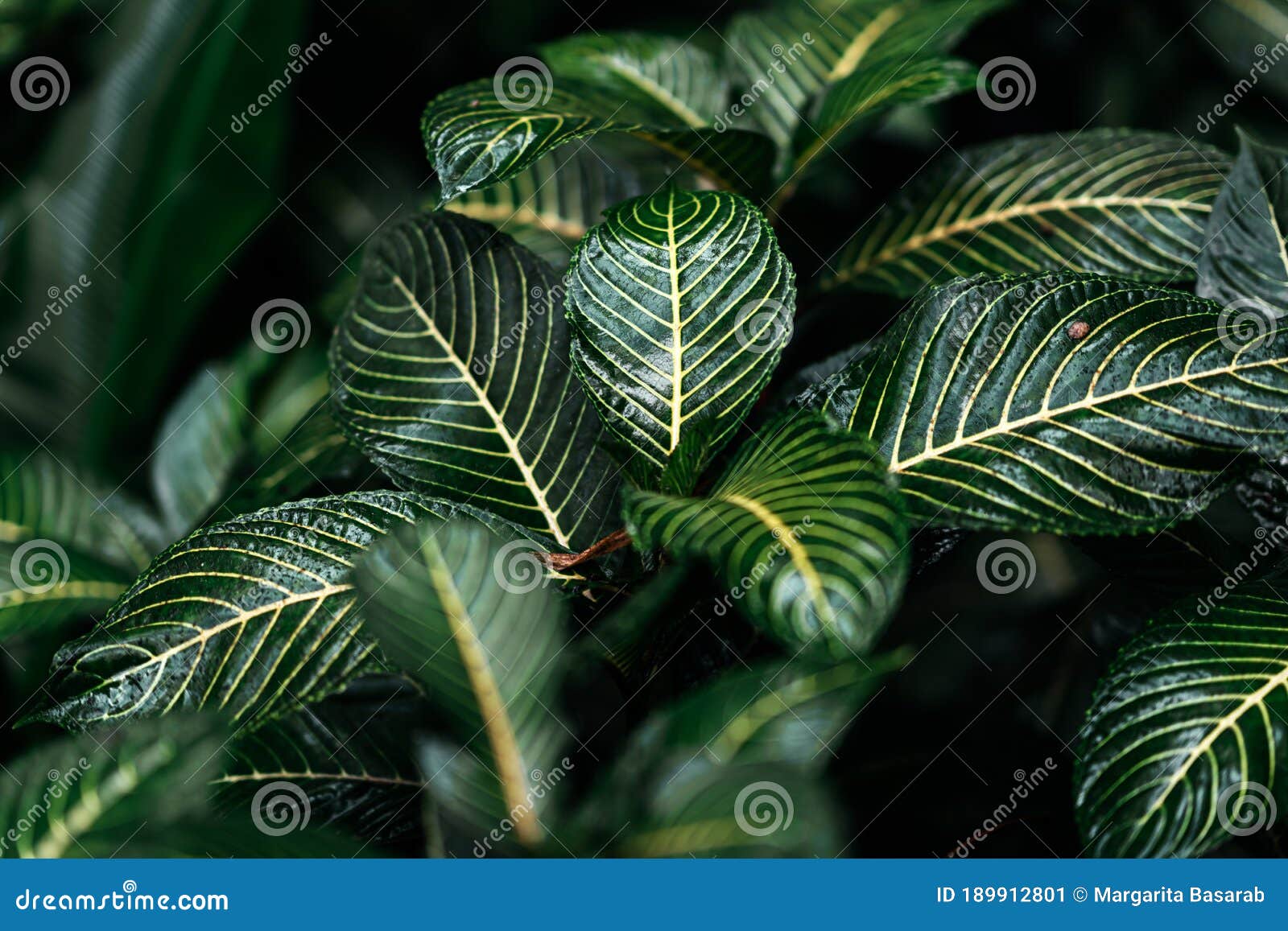Creative Nature Layout Made of Tropical Leaves. Stock Image - Image of ...