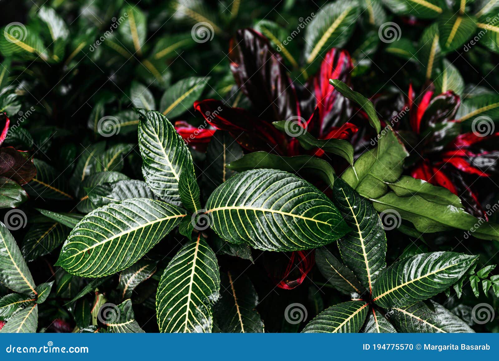 Creative Nature Layout Made of Tropical Leaves. Stock Photo - Image of ...
