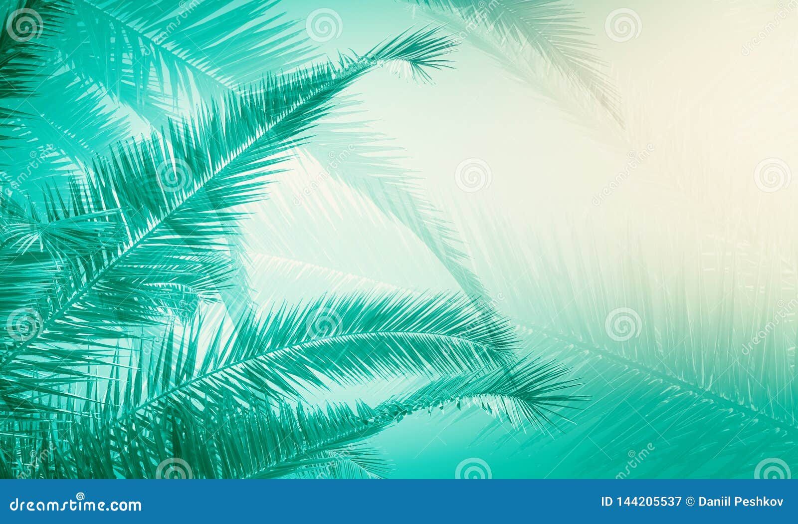 Creative palm tree texture stock image. Image of blurry - 144205537