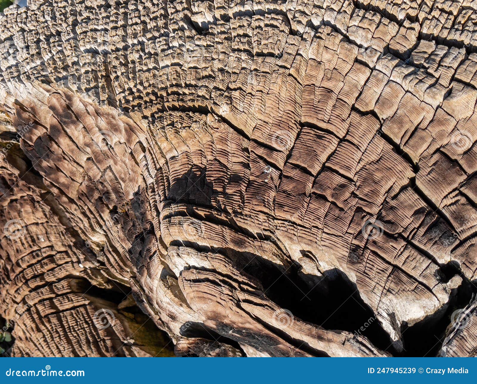 Creative Patterns of the Trunk of Trees Cut Down and Old Trees in the ...