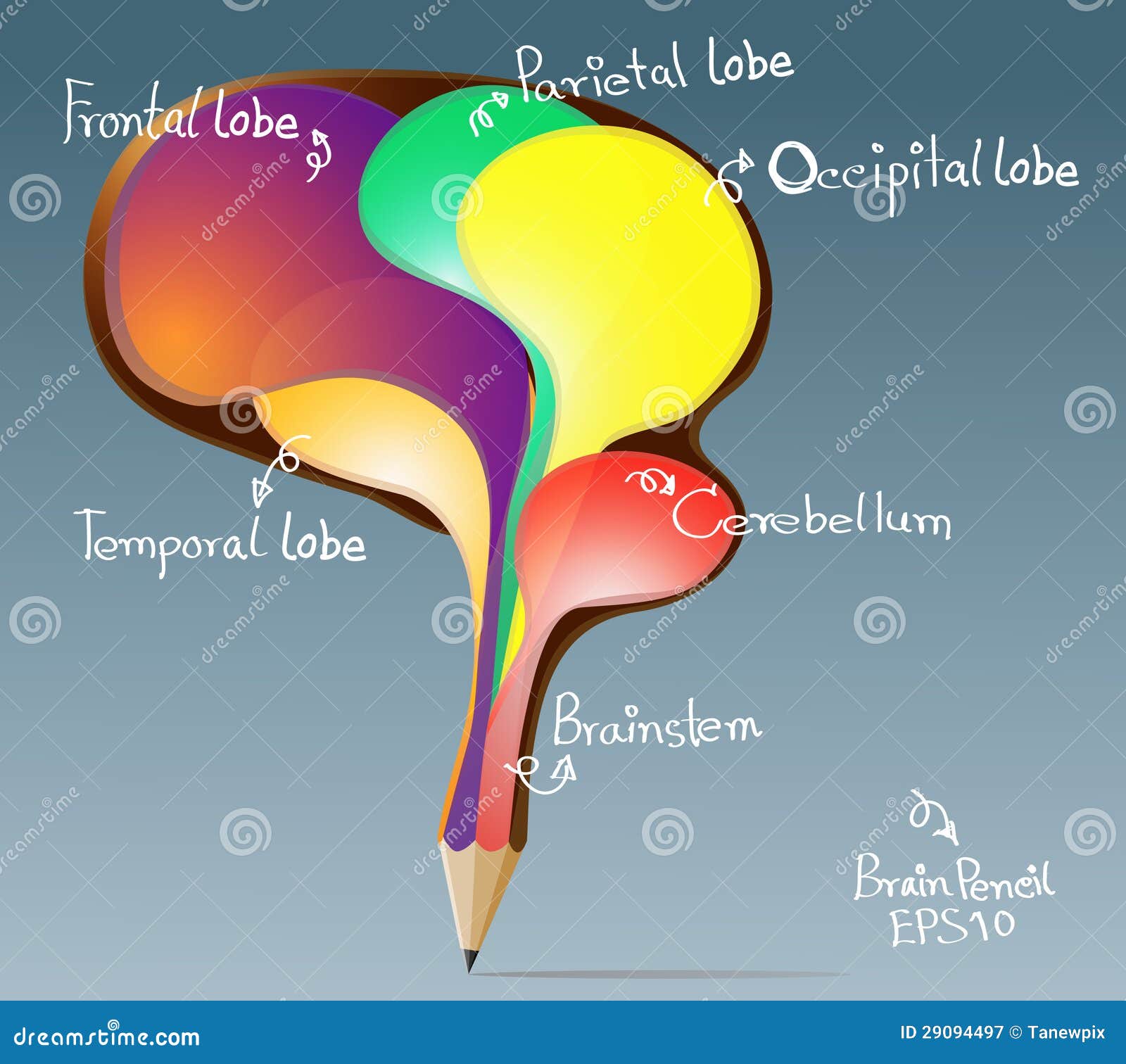 Creative Pencil Concept of the Human Bubbles Brain Stock Vector ...