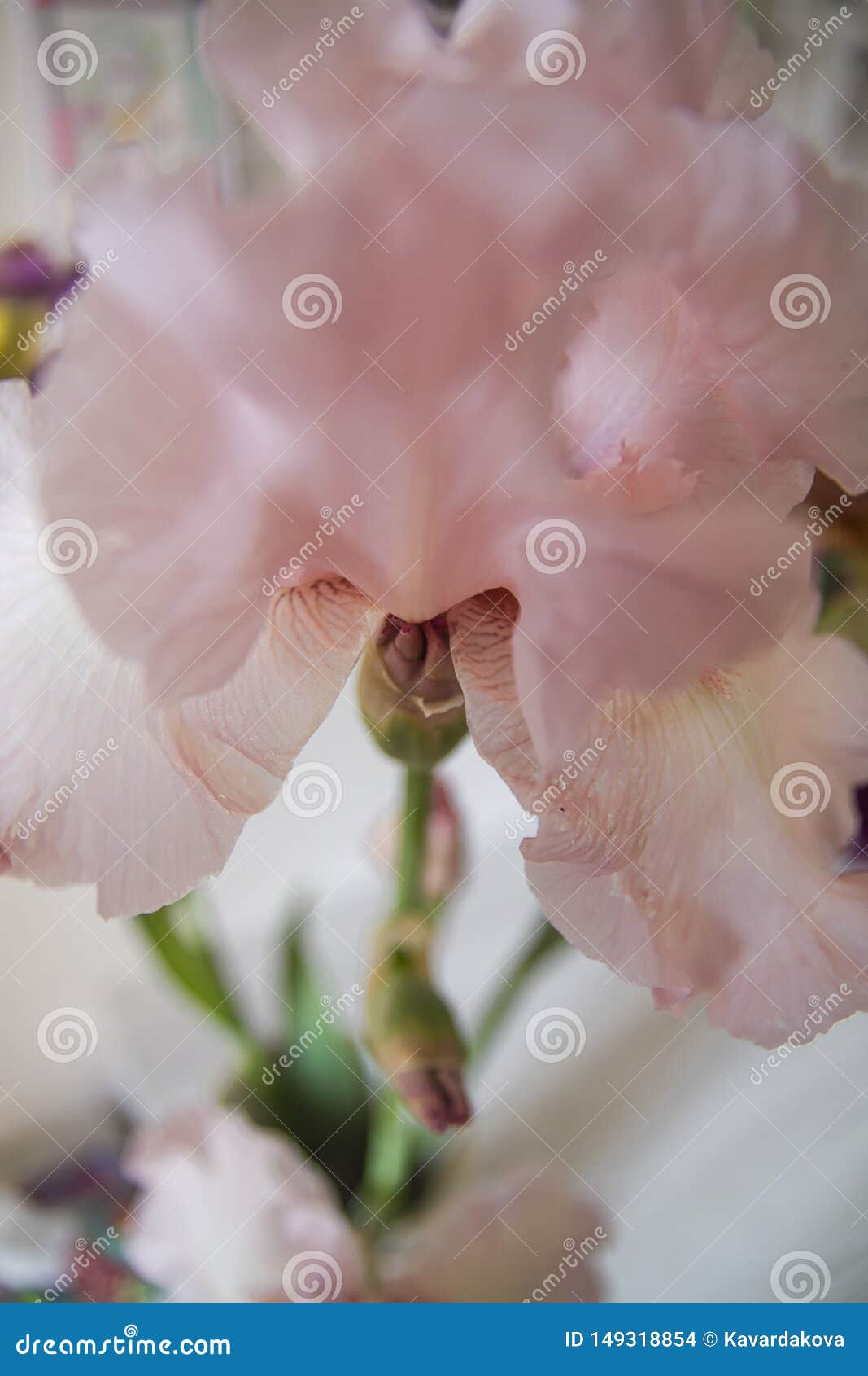 Creative Perspective Pink Flower Iris Stock Photo - Image of plant ...