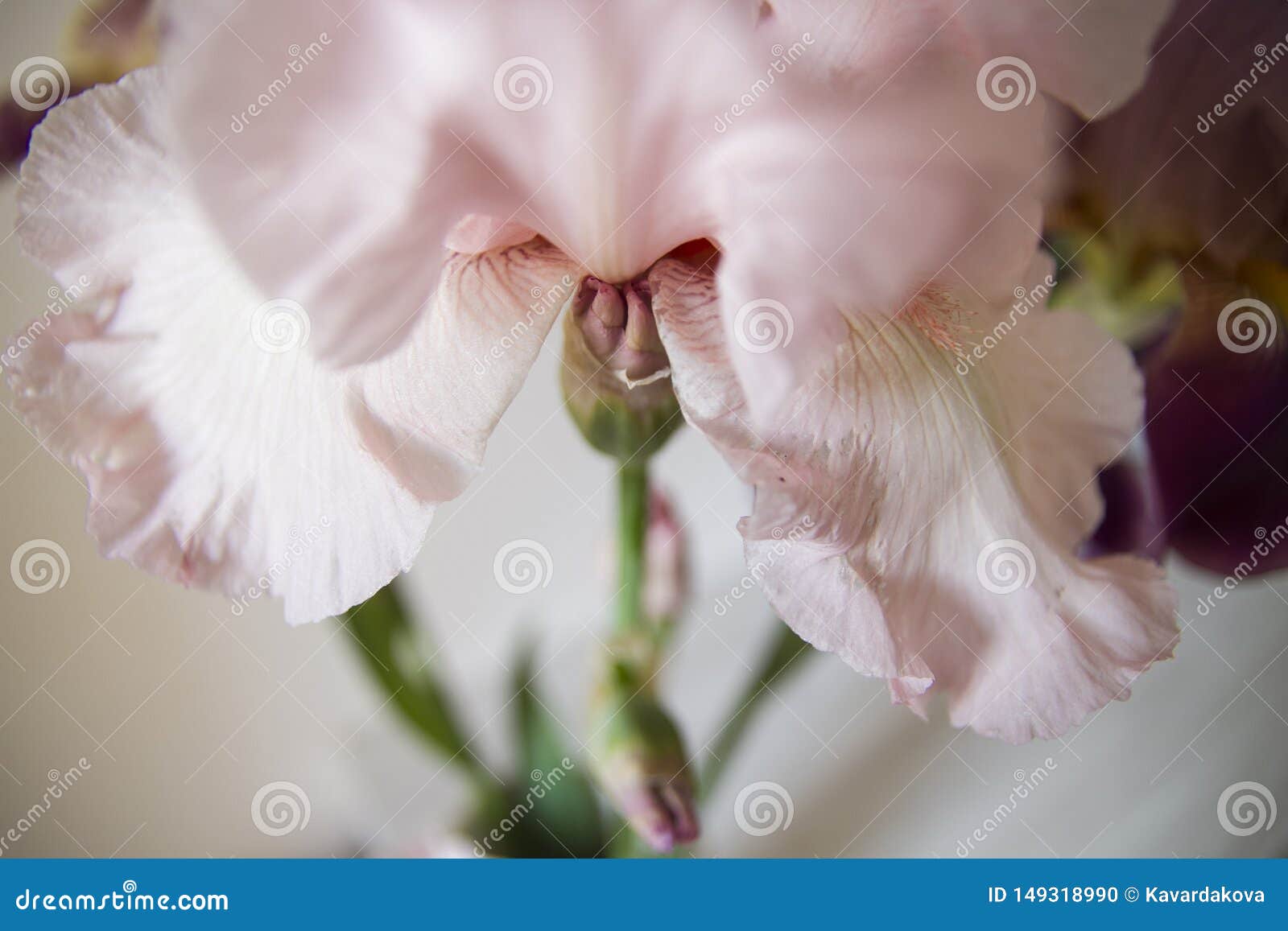 Creative Perspective Pink Flower Iris Stock Photo - Image of botany ...