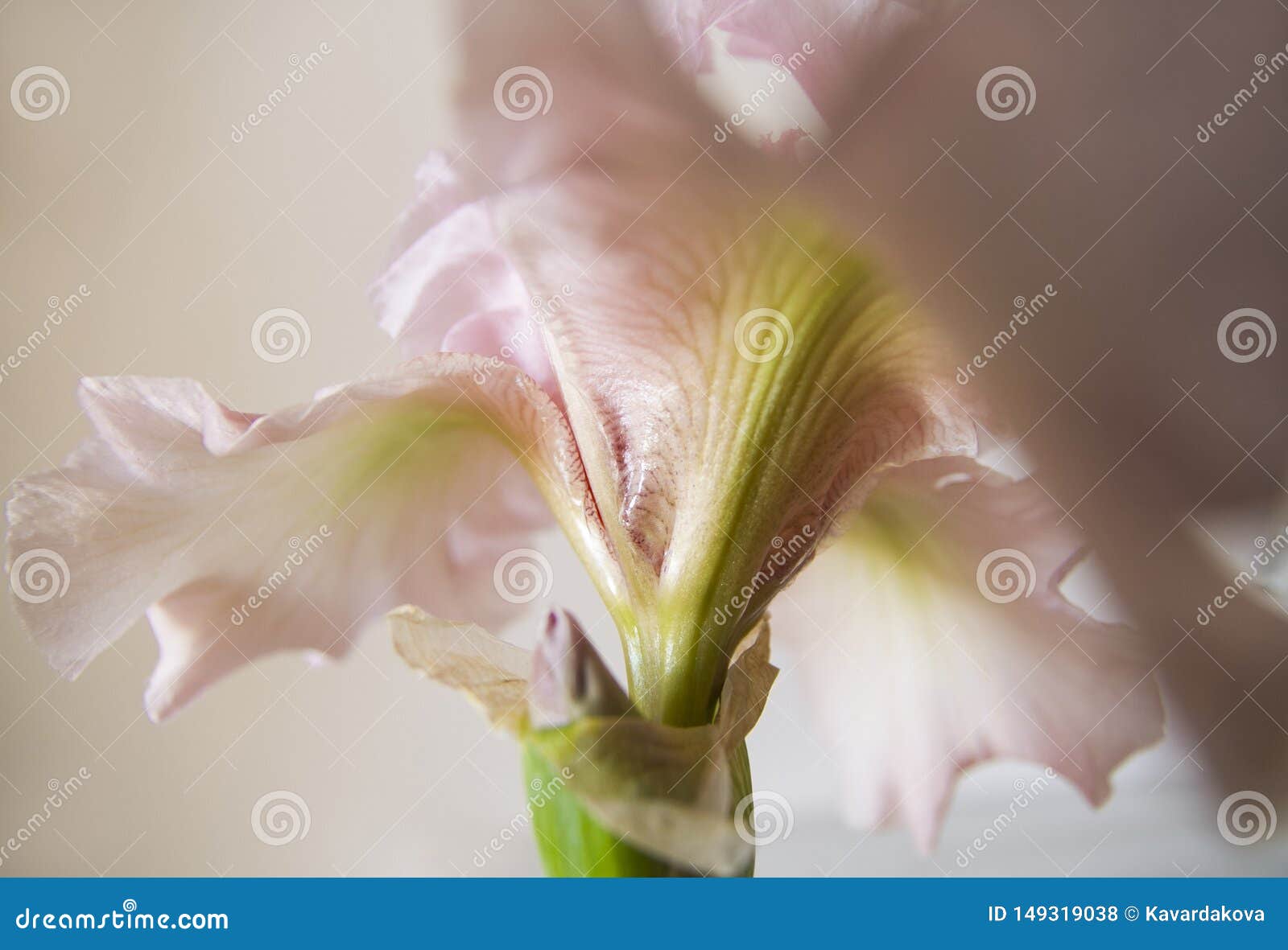 Creative Perspective Pink Flower Iris Stock Photo - Image of iris ...