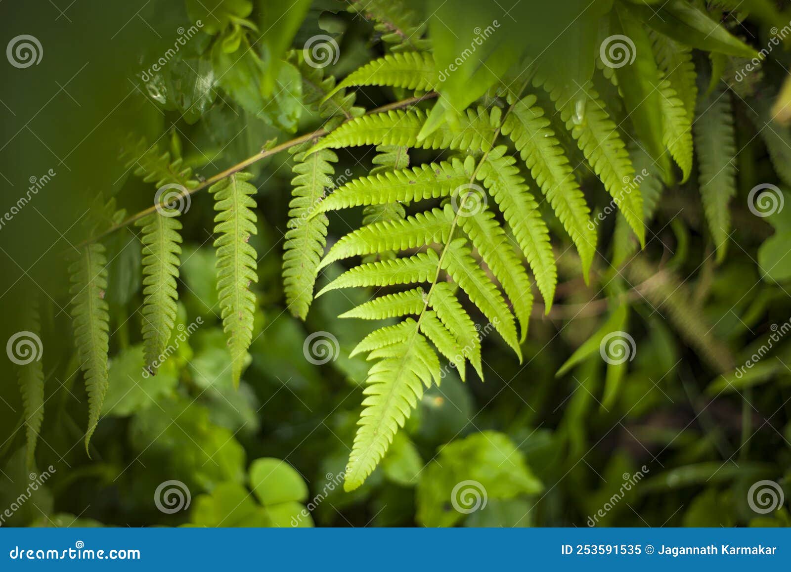 Creative Picture of Farn Tree with Other Plant Stock Image - Image of ...