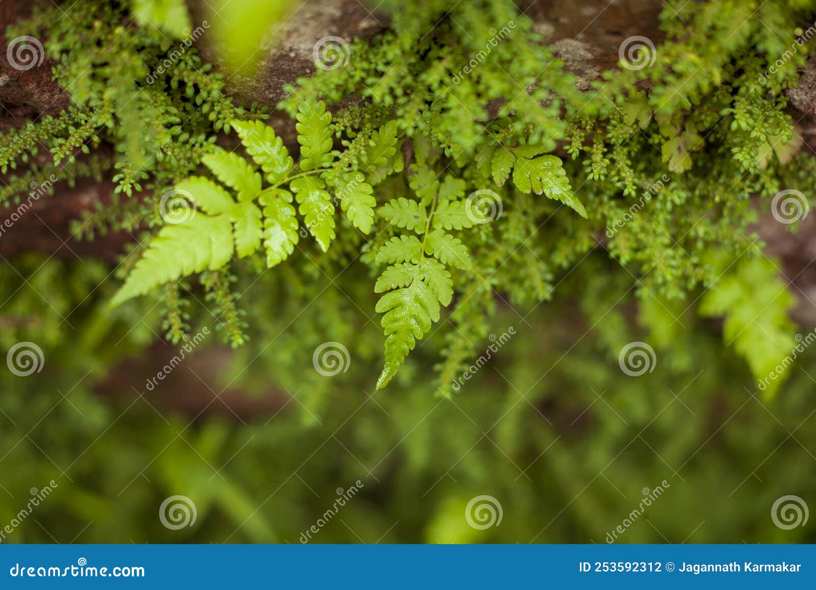 Creative Picture of Farn Tree with Others Plant Stock Photo - Image of ...