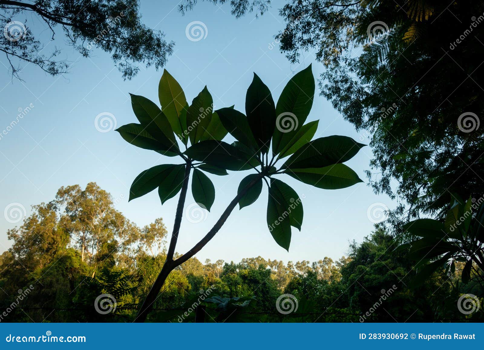 Creative Plant Leaves with Blue Sky and Tree Canopy in the Background ...