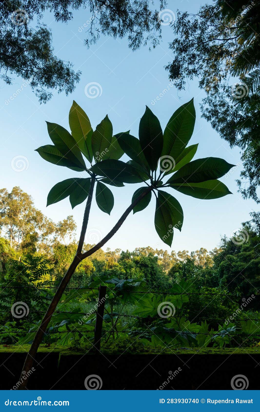Creative Plant Leaves with Blue Sky and Tree Canopy in the Background ...