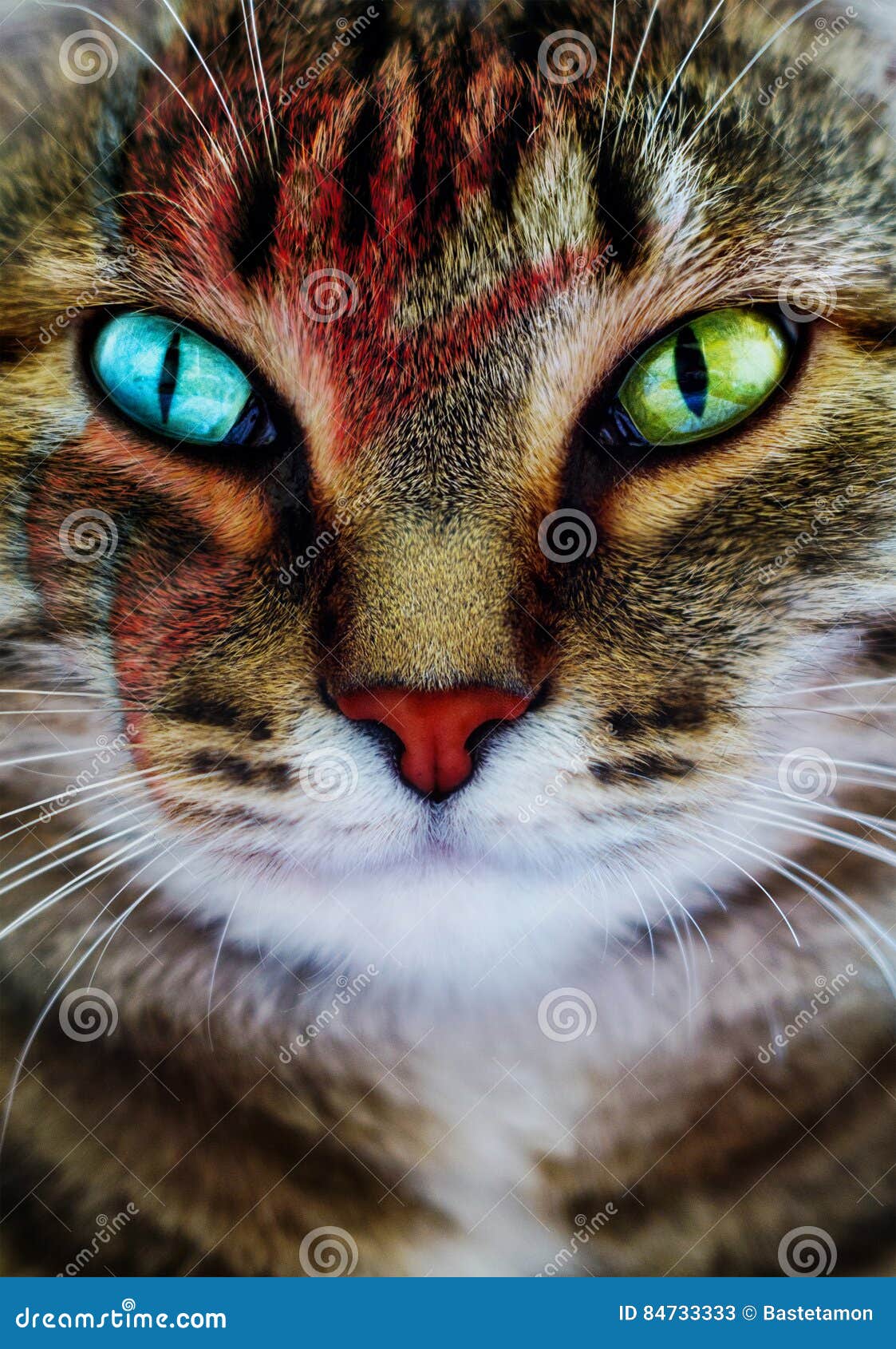 Creative portrait of a cat stock image. Image of eyes - 84733333