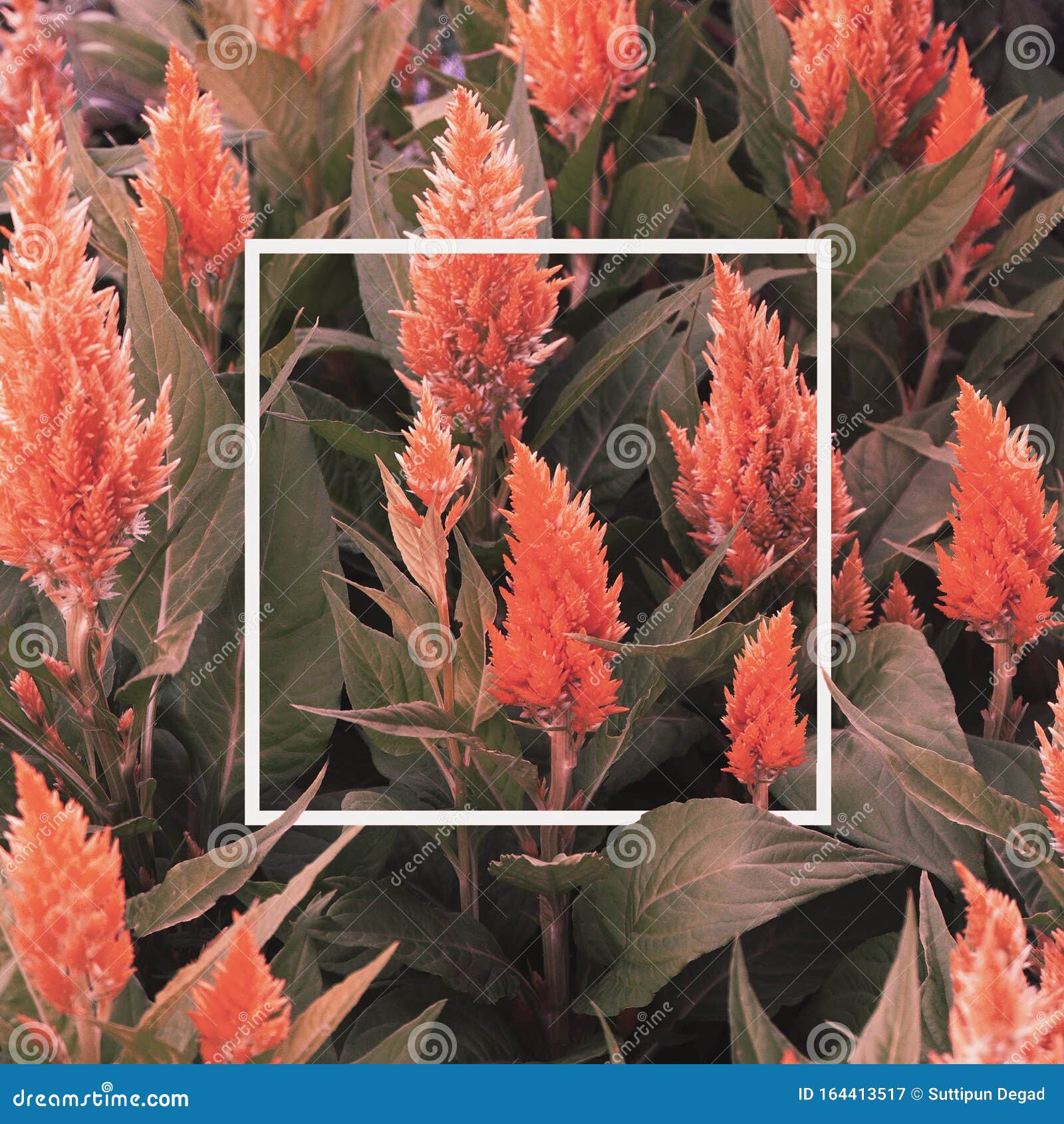 Creative Rectangle Frame Nature Layout Made of Leaf and Flowers. Stock ...