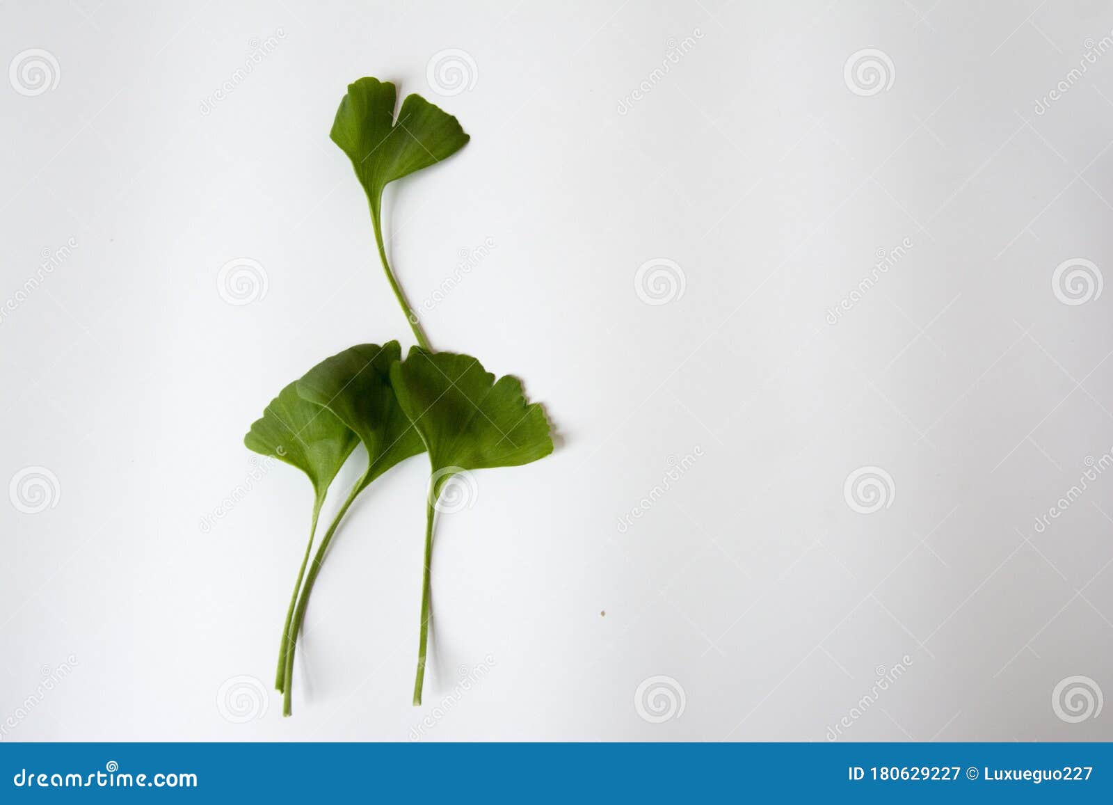 Creative Shape of Ginkgo Leaf Stock Image - Image of modeling, fruits ...