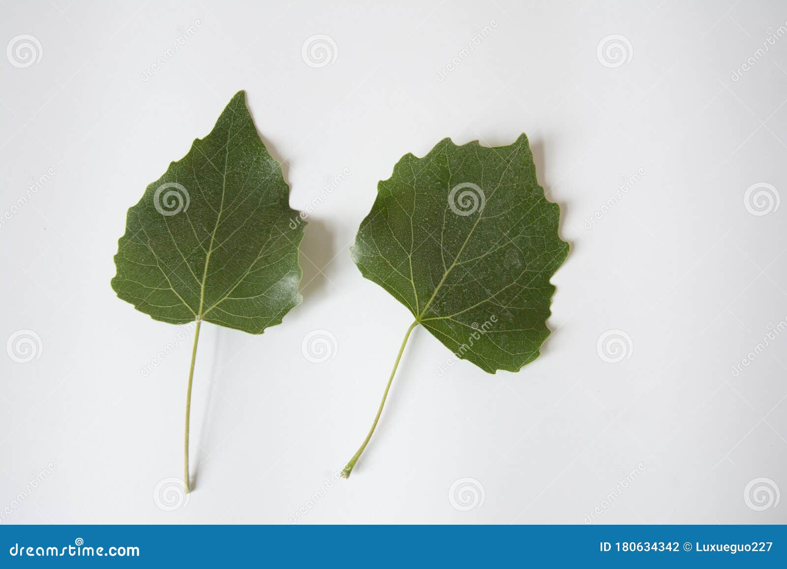 Creative Shape of Poplar Leaves Stock Photo - Image of plants, black ...