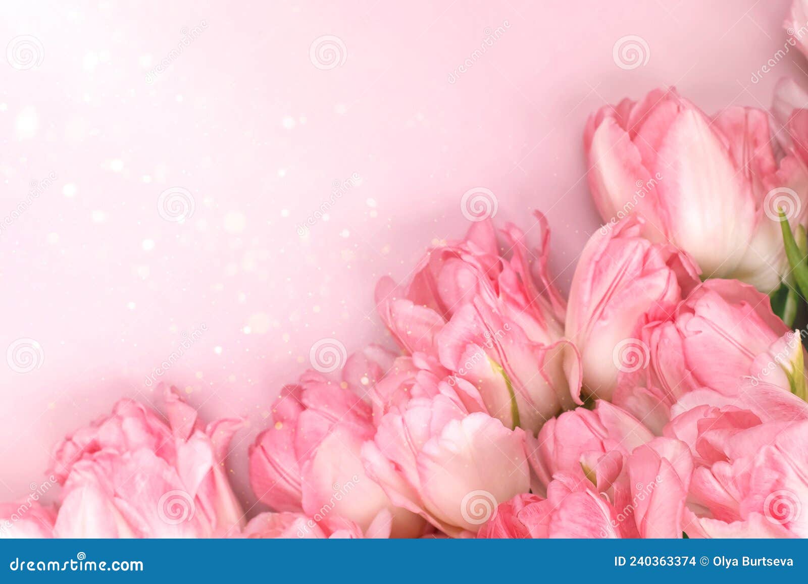 Creative Spring Background Composition Colorful Flowers on Pink ...