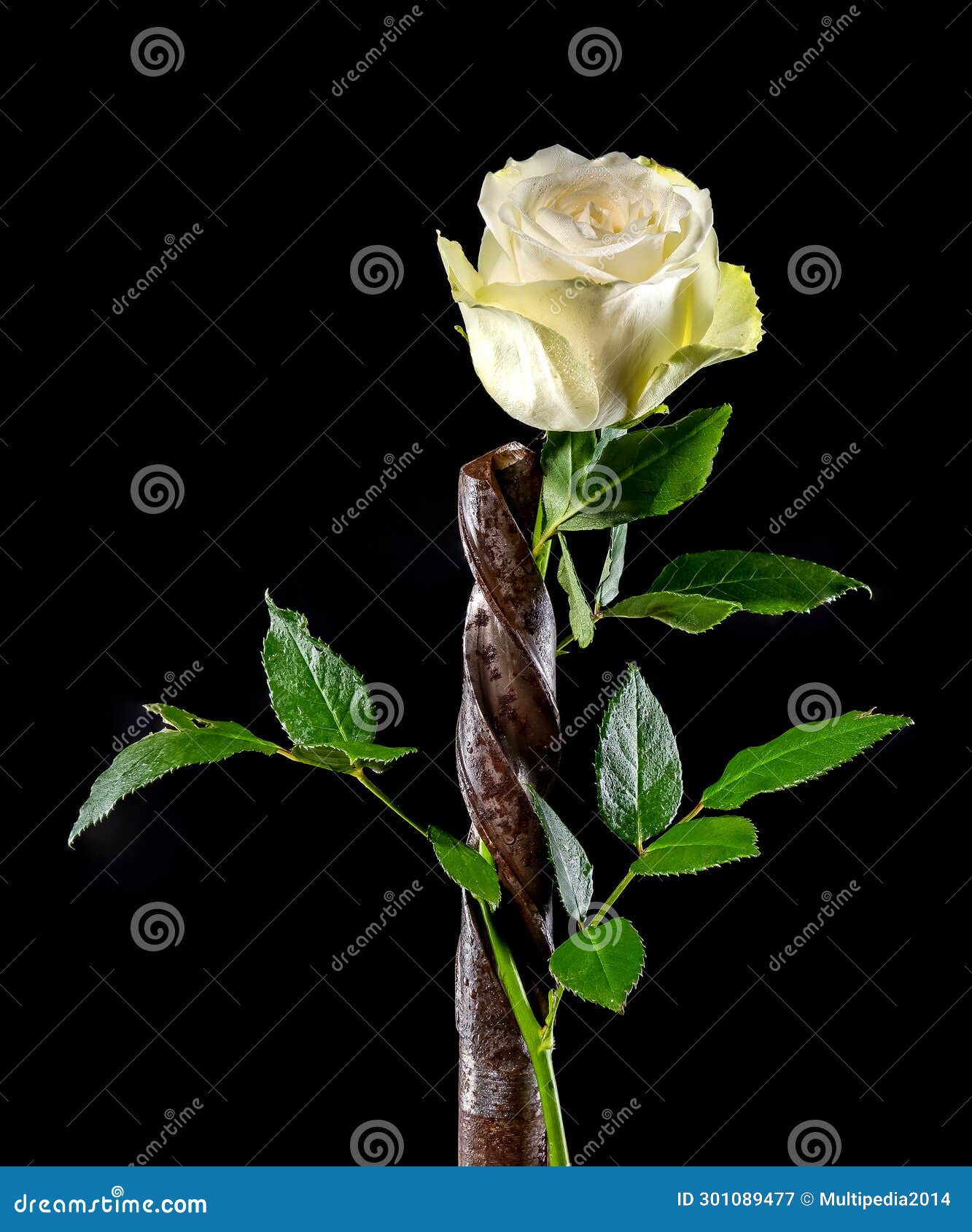 Composition with Old Rusty Drill Bit and White Rose Stock Image - Image ...