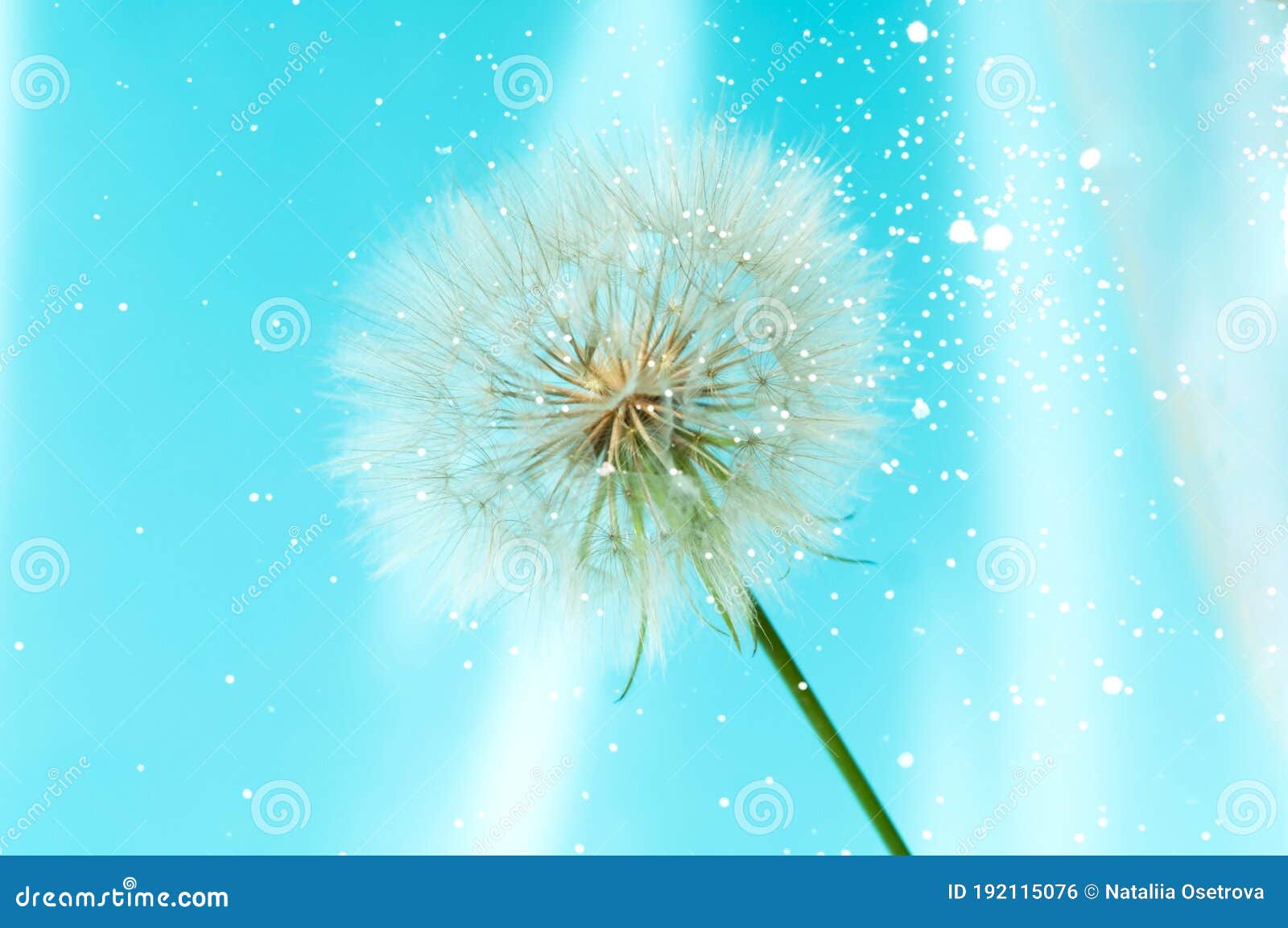 Creative Summer Concept with White Dandelion Inflorescences and Shadow ...