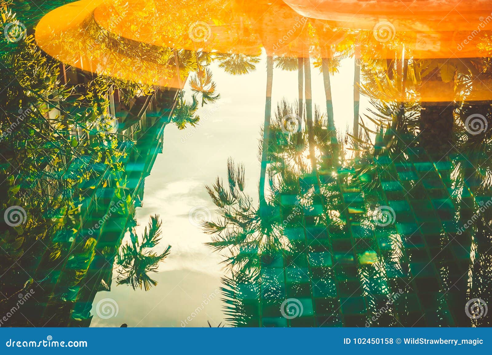 Creative, Toned, Tropical, Exotic Background. Stock Photo - Image of ...