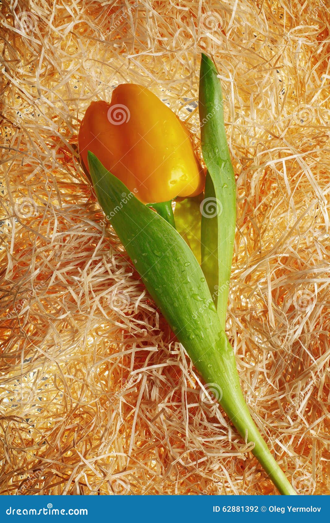 Creative tulip from pepper stock photo. Image of closeup - 62881392