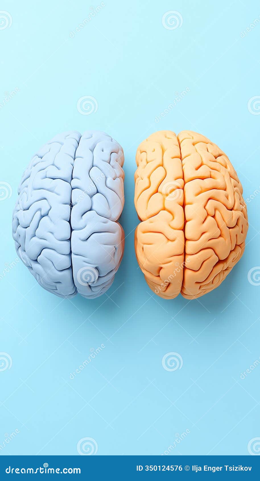 Creative Vs. Logical Two Different Colored Brain Model Halves ...
