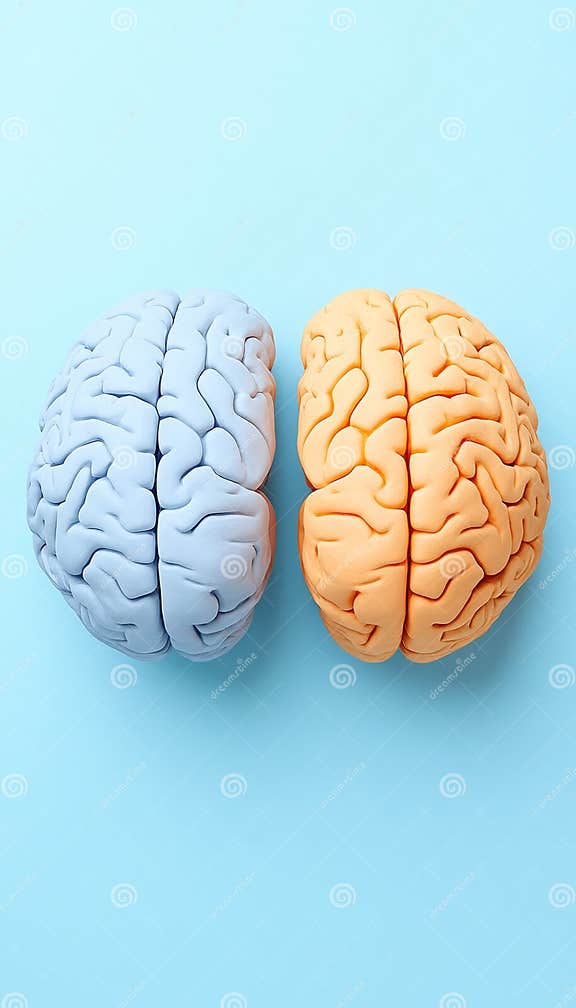 Creative Vs. Logical Two Different Colored Brain Model Halves ...
