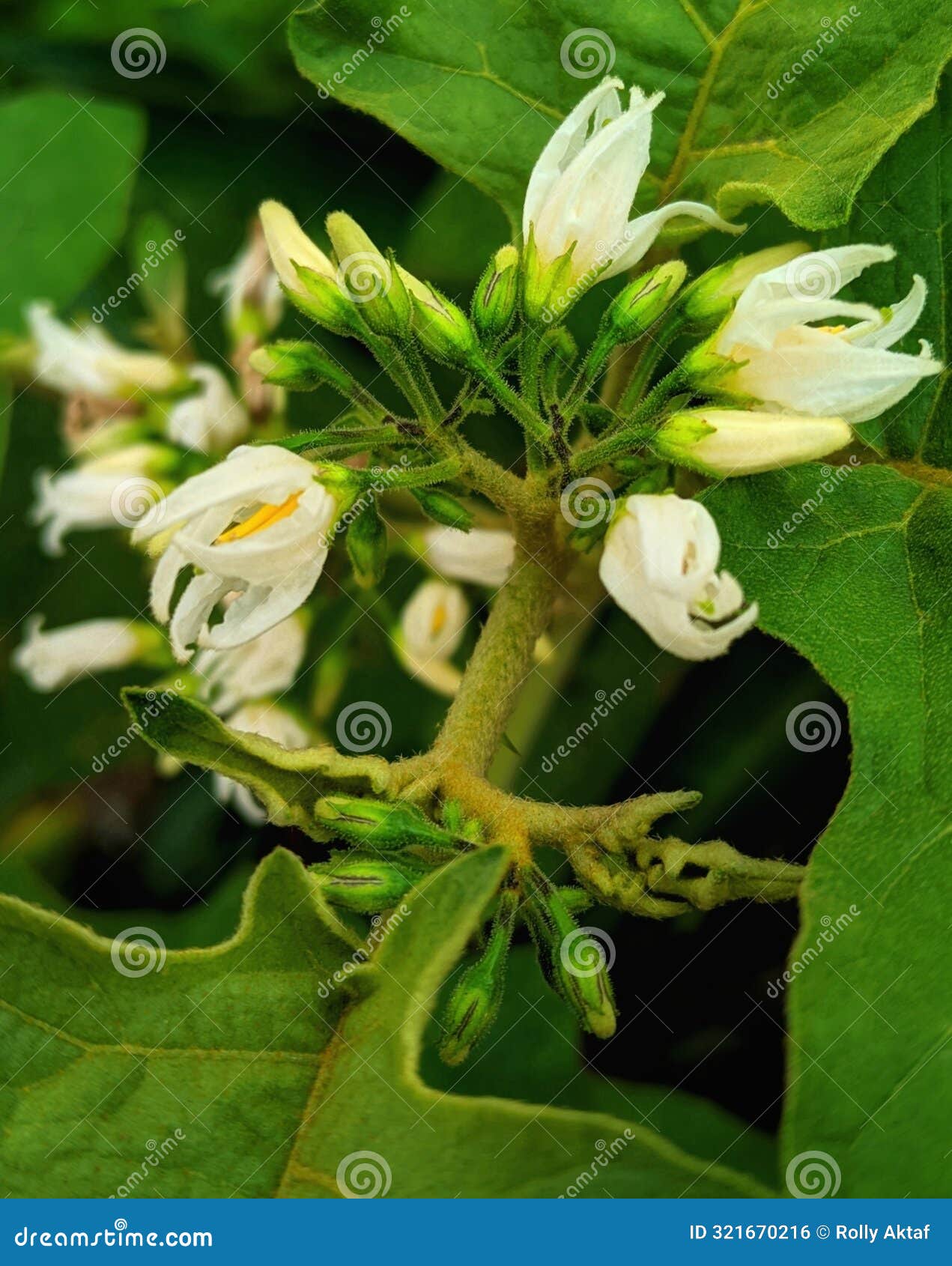 Creative with White Flowers that Bloom in a Conical Shape Stock Photo ...